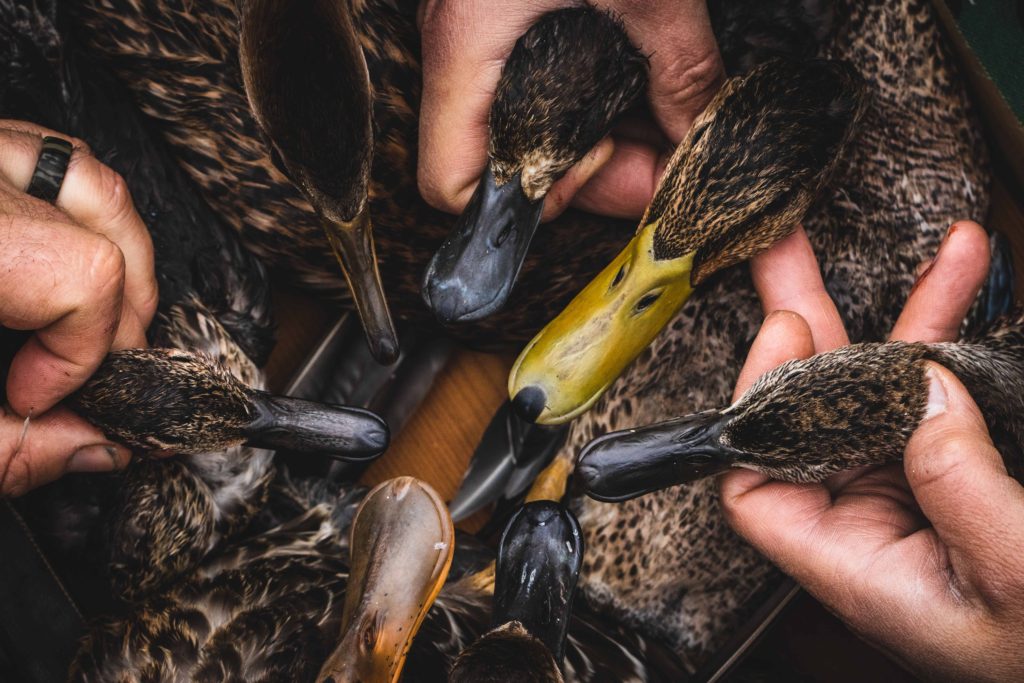 Beer Roasted Duck - From Field To Plate